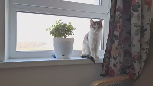 День 21-ый / Как же приручить дикую кошку?  #КошкаФеша