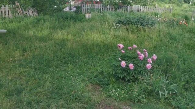 Добрый день из доброго места!