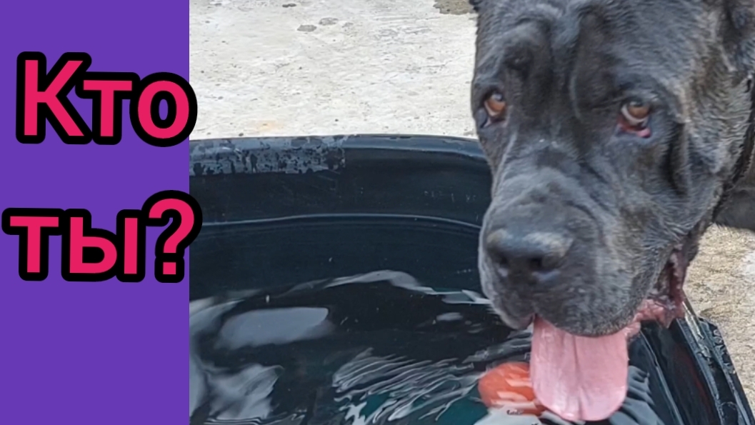 Интеллект Кане Корсо