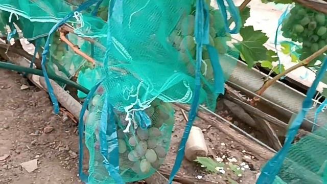 Сорт винограда Водограй урожай 2024 год