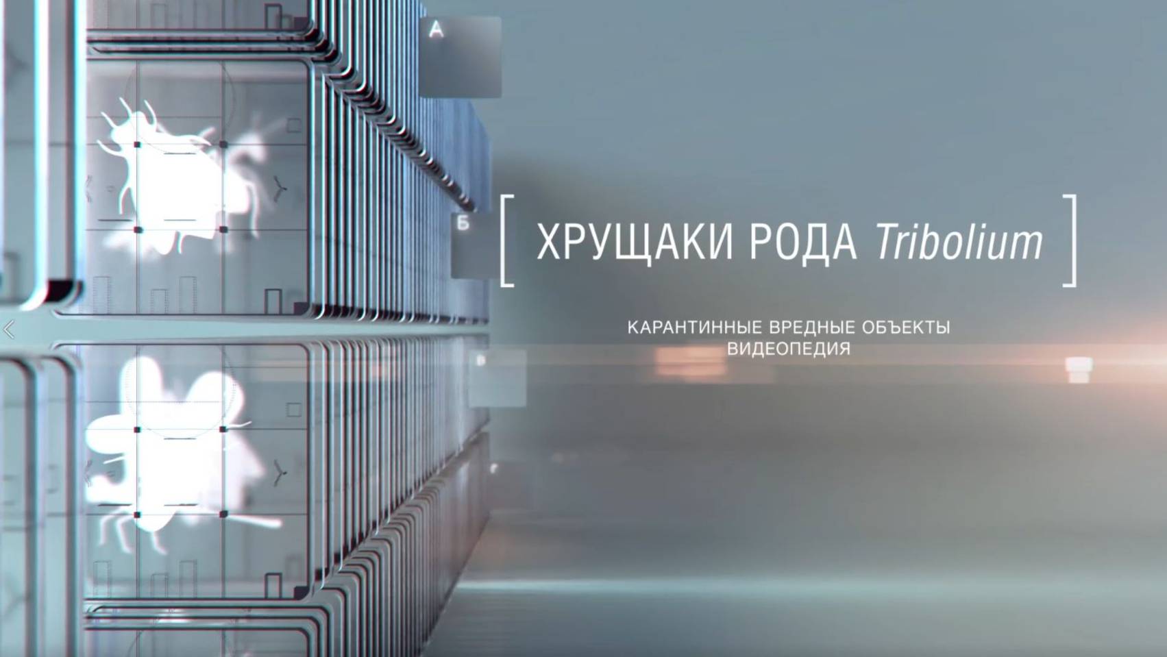 Хрущаки рода Tribolium