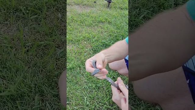 Обыкновенный уж (лат. Natrix natrix)