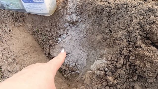 Высаживаю переросшую рассаду перца после борьбы с тлёй - все секреты посадки в грунт