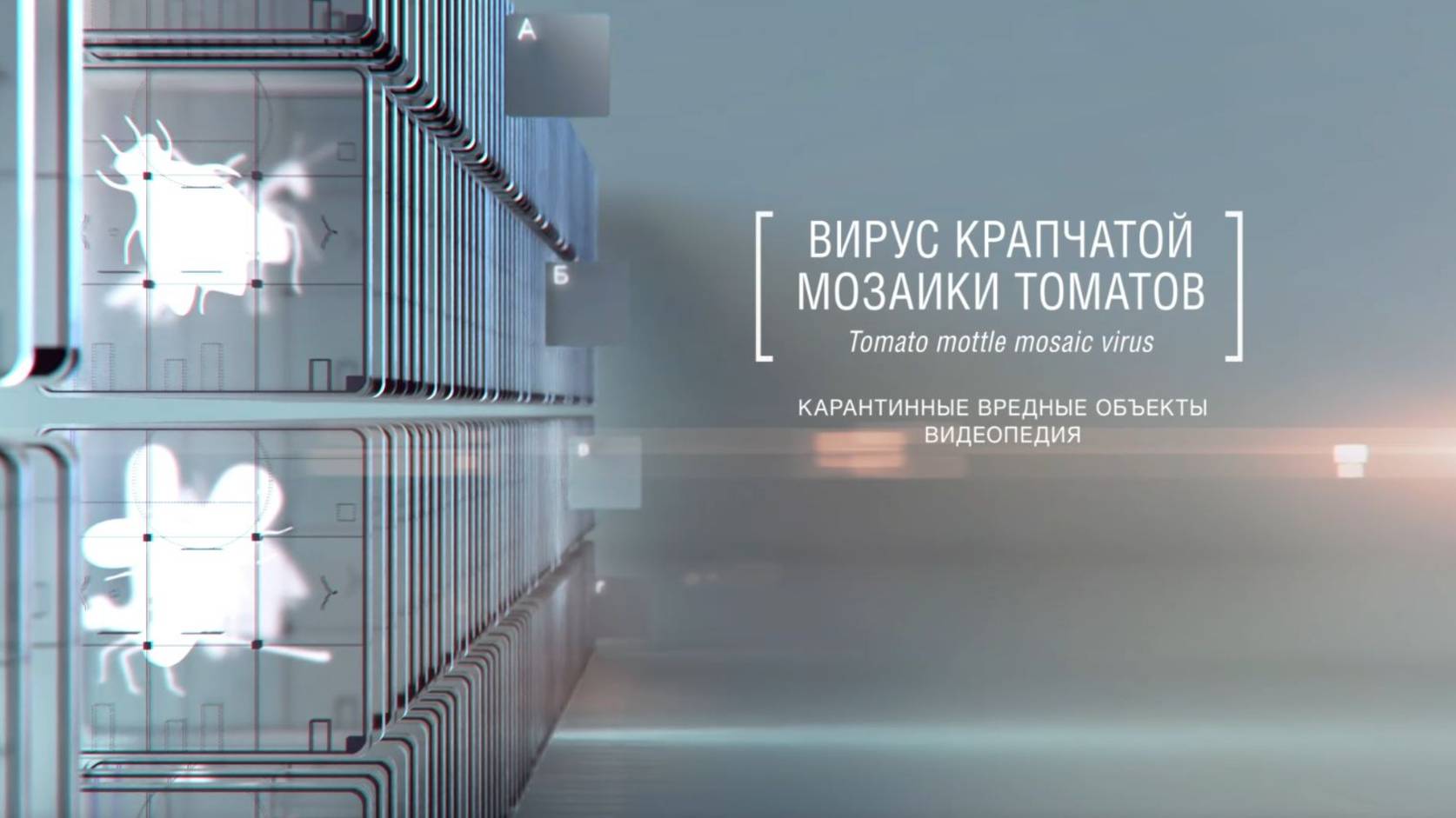 вирус крапчатой мозаики томатов Tomato mottle mosaic virus