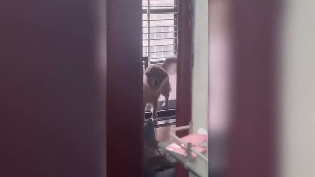 КОГДА ЗАВОДИШЬ СОБАКУ ДЛЯ ЗАЩИТЫ, НО ОНА ВЫЗЫВАЕТ ЛИШЬ СМЕХ