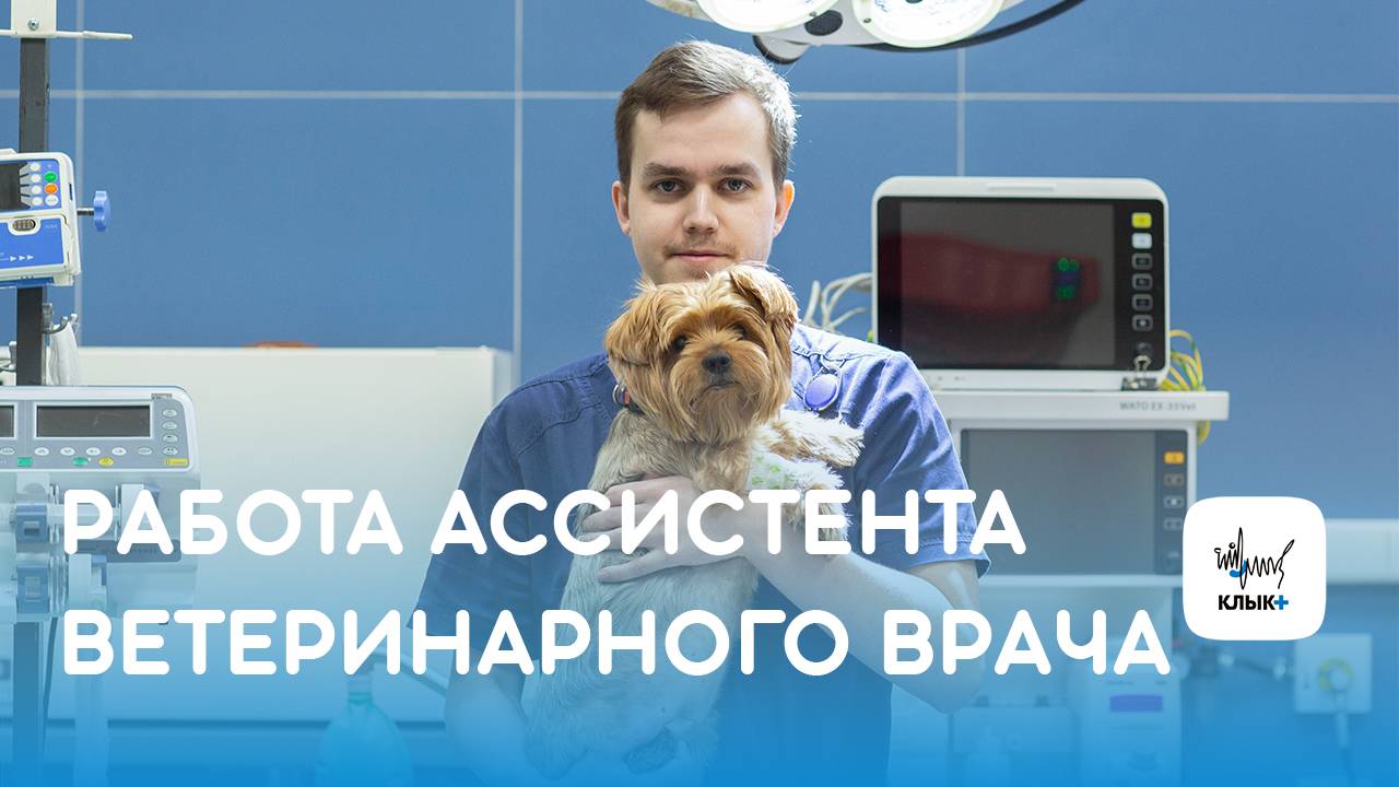 Работа ассистента ветеринарного врача
