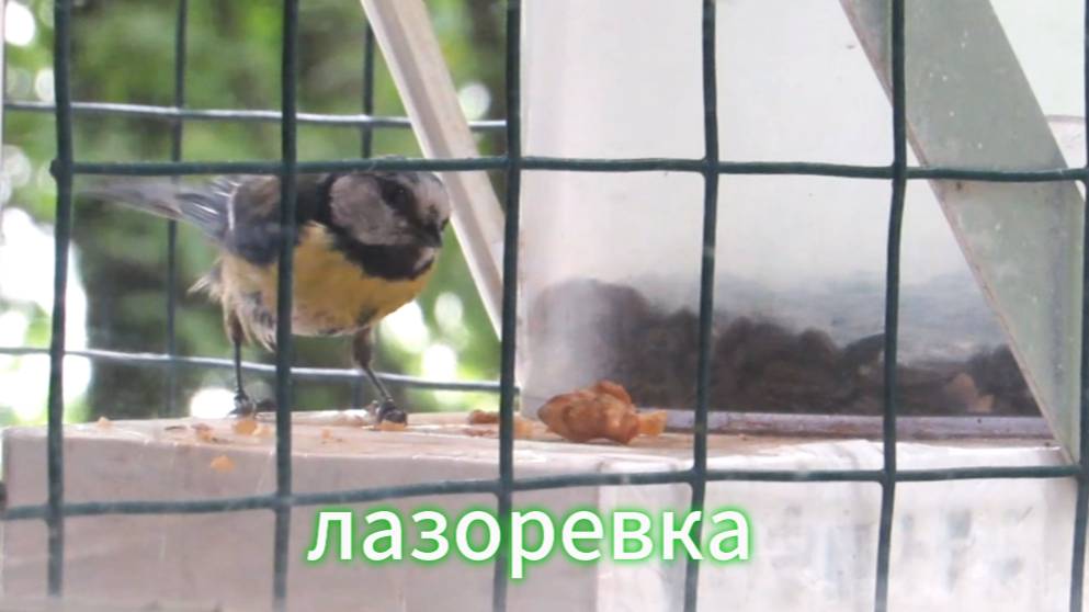 ЛАЗОРЕВКА обыкновенная