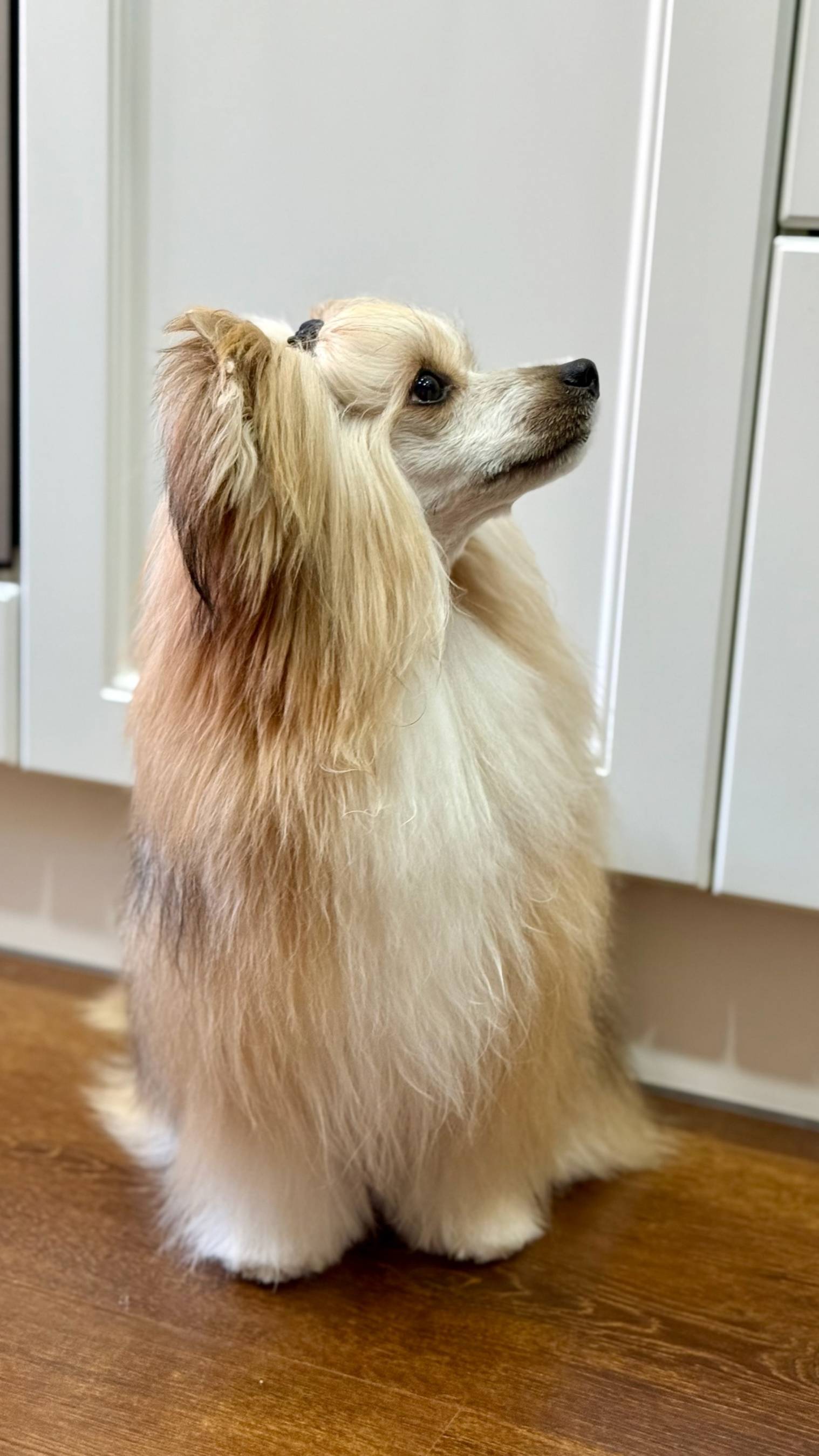 У Велеса новый статус - нянька. Ходит, бдит. Наташа, поздравляем вашу семью с рождением дочки.