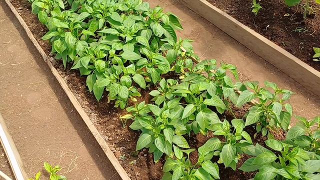 Огородный влог Сколько вырастет, столько и хватит