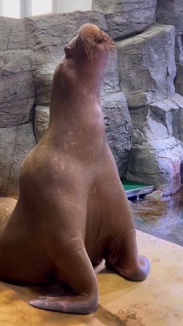 Наш морж Миша не только самый харизматичный морж России, ещё он очень гостеприимный хозяин.