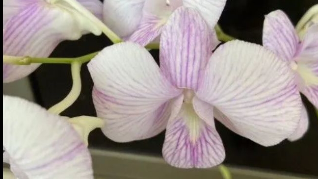 П-12. Ч-6. Загнивание молодого ростика без корней на пеньке из-за ошибок в уходе. Реанимация (((