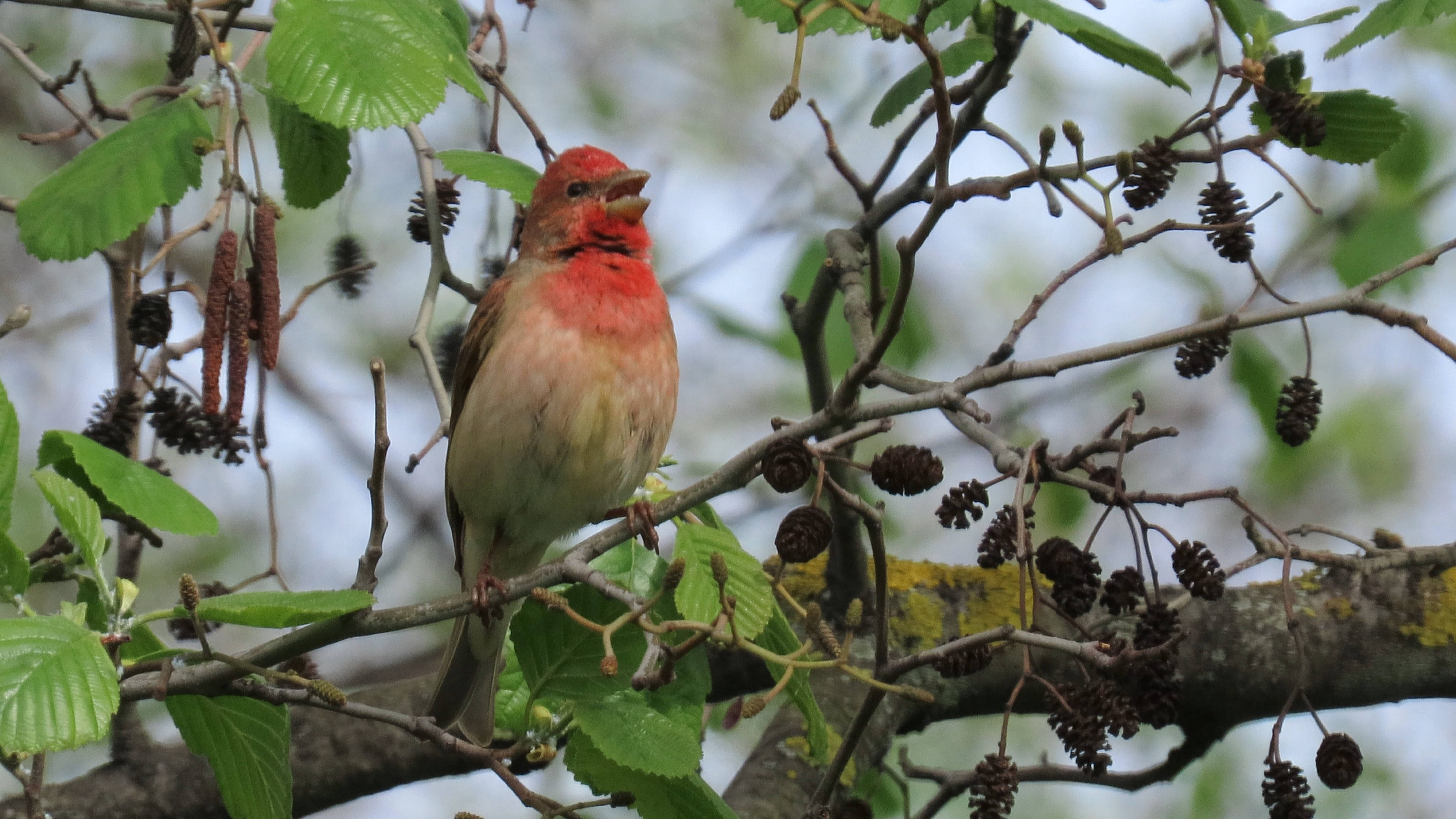 Чечевица 2025_#2, Крылатское, 18 мая 2025