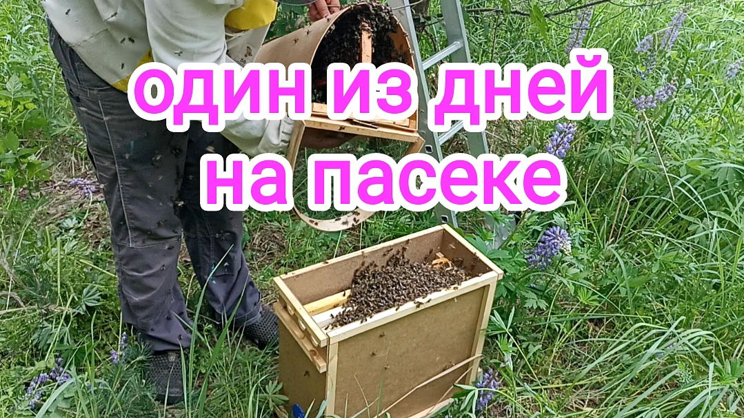 Пчёлы на лесной пасеке шалят. Пчеловодство!
