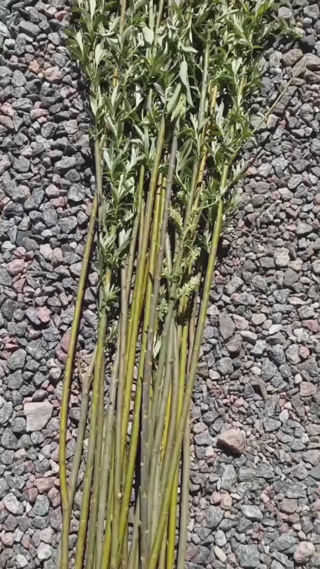 Ива плетёная, мой первый опыт. Кривенькая, но моя