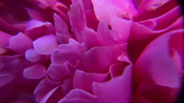 Relax. Макросъемка 2 цветение