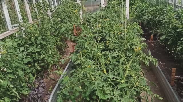 Опадают завязи на томатах в теплице. Причины и что делать.