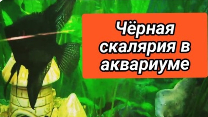 Черная скалярия.Удивительна и прекрасна.