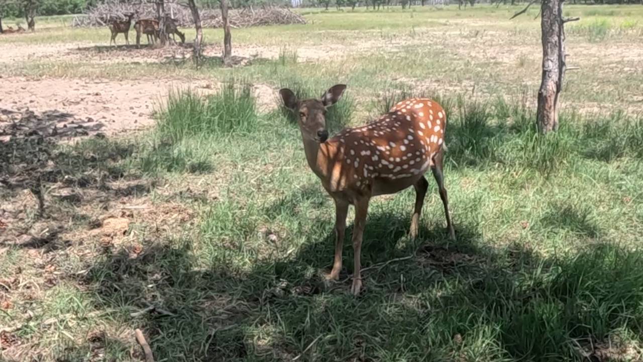 Путешествие из Таганрога в Усть-Донецкий район на ОЛЕНИЙ РУЧЕЙ