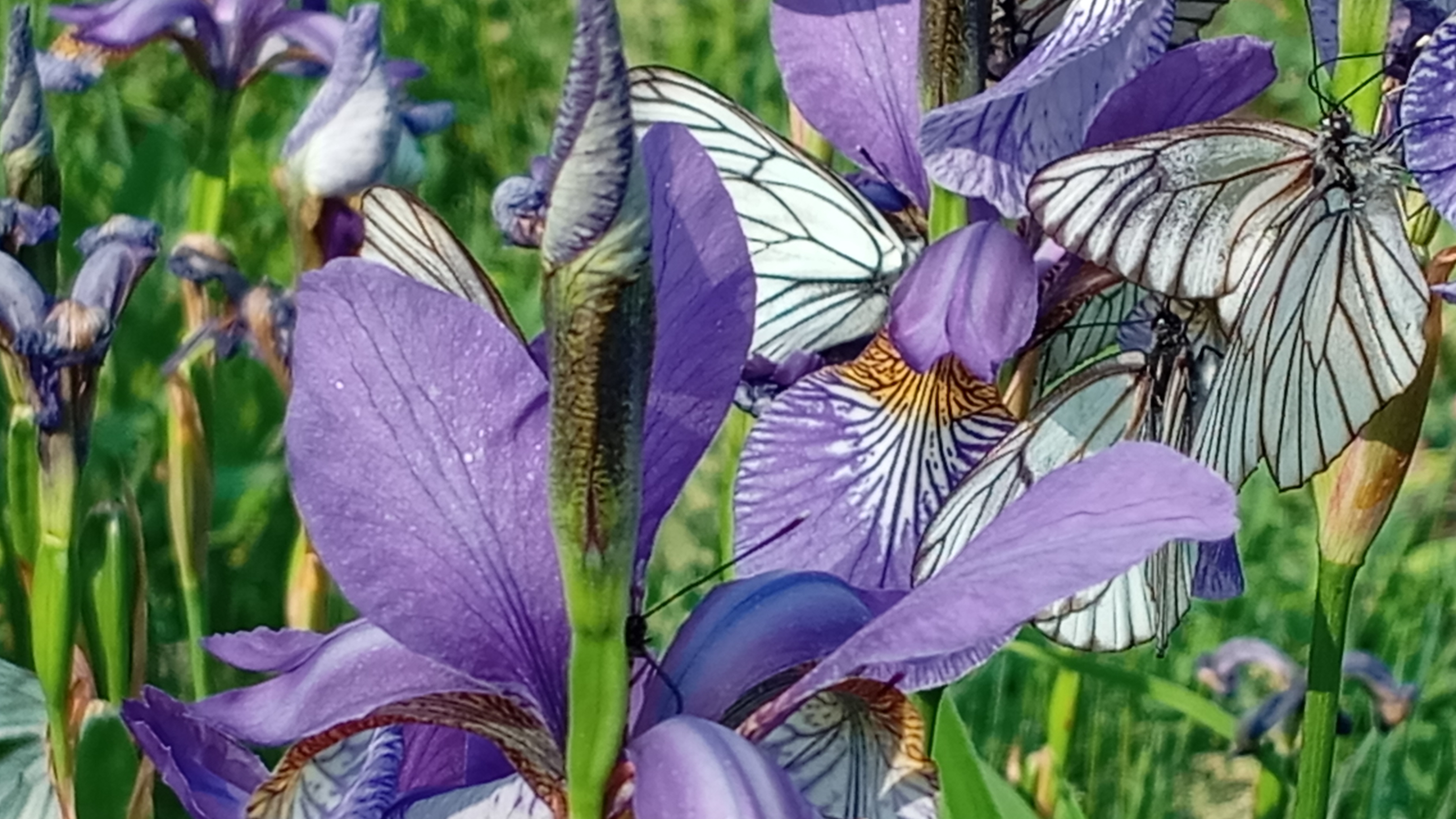 Царство бабочек🦋🦋🪲