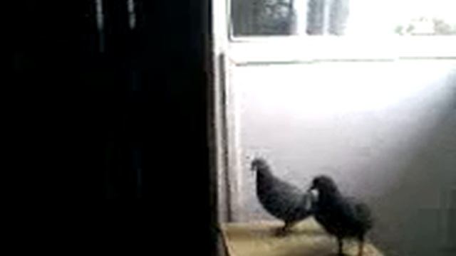 Голуби МИРА. Птенцы уже взрослые учатся летать.