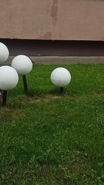 Видзы. Аист