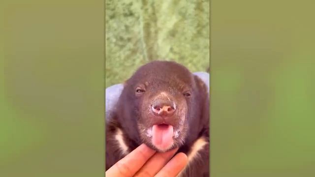 МИЛЕЙШИЕ ДЕТЕНЫШИ ЖИВОТНЫХ, ОТ КОТОРЫХ НЕВОЗМОЖНО УСТ