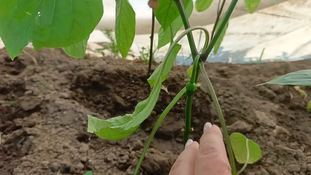 Удалять ли коронный цветок у перца и чем подкармливать на стадии бутонизации