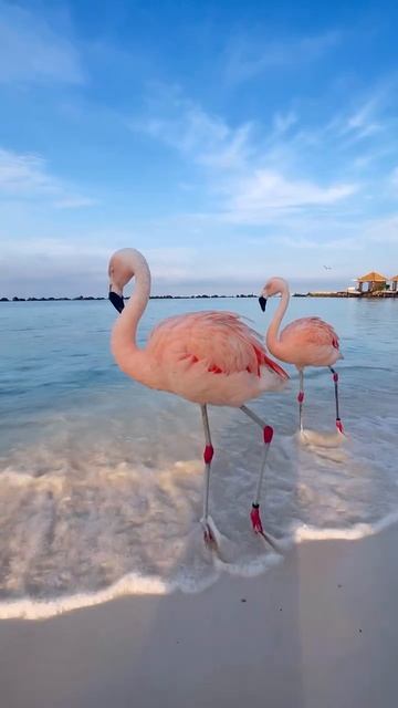 Фламинго на Арубе, Карибы