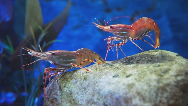 🐠 Лучший расслабляющий аквариум