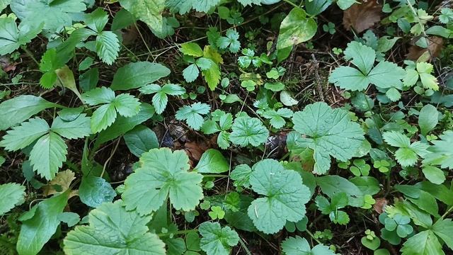 Природа звуки леса парк Горушка