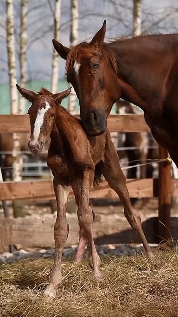 Няшки милашки