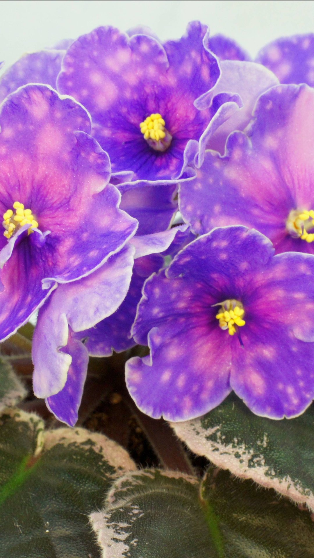 2000 долларов на фиалках/ Что скрывают цветоводы...