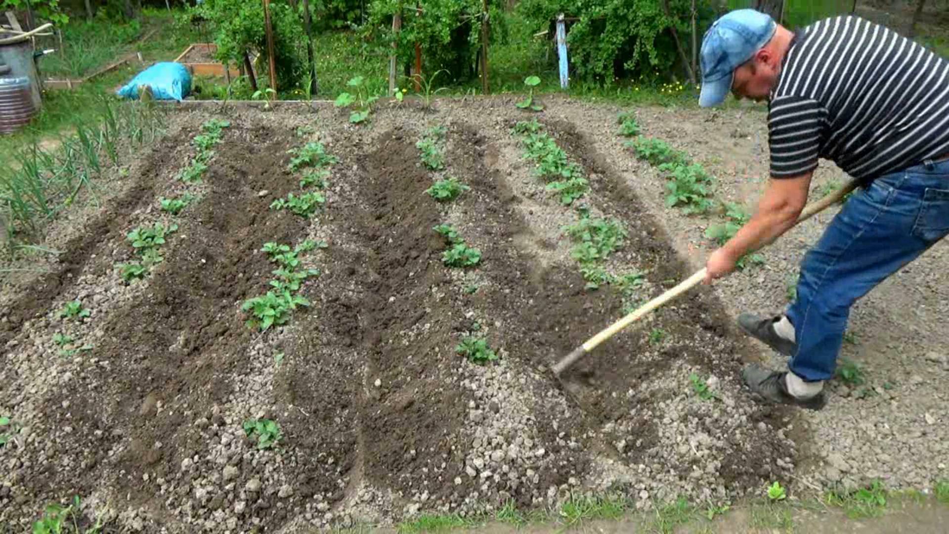 Окучка картошки в дачном саду