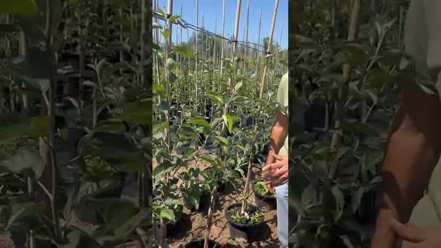 video_2025-06-10_14-08-34