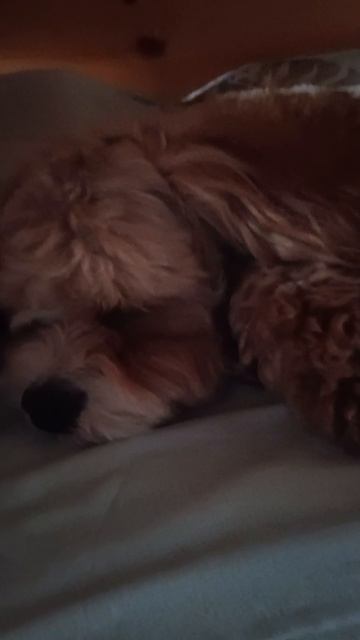 Сон в летний день