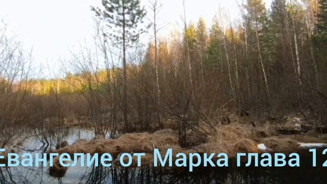 Библия Евангелие от Марка глава 12