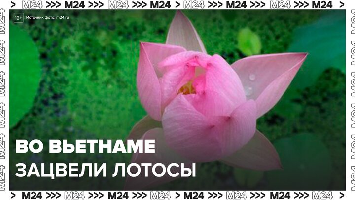 Во Вьетнаме начался сезон цветения лотосов - Москва 24