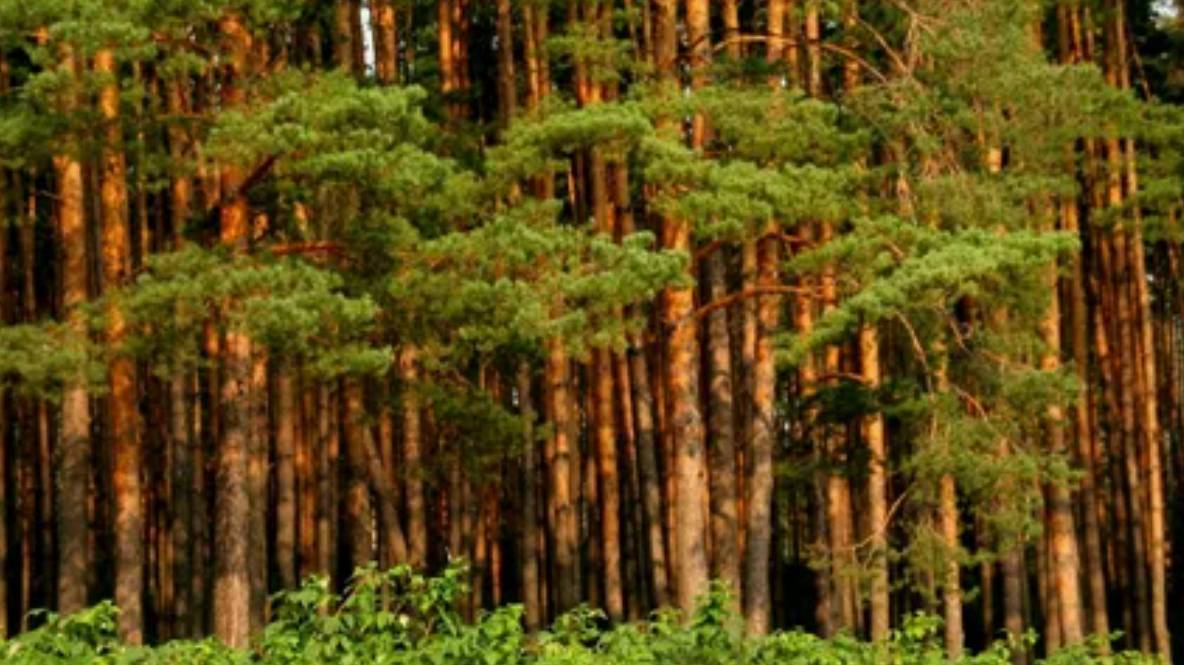 ПОЕЗДКА В ЛЕС ЧАСЬ 3