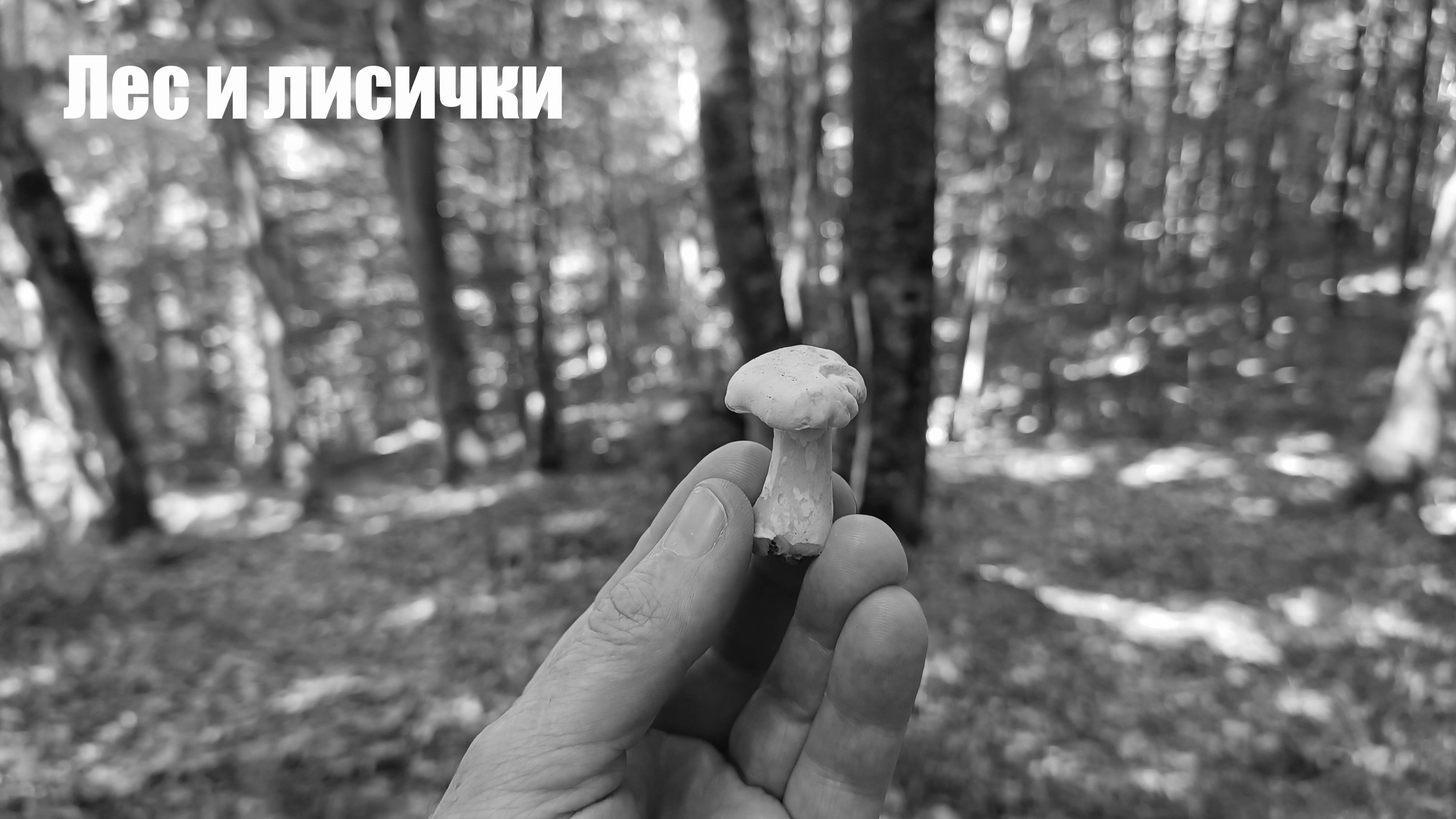Лес и лисички.