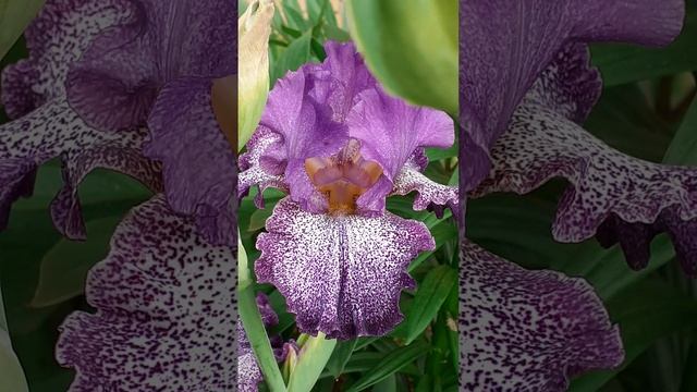 ирис CELESTIAL EXPLOSION