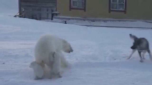 40 ЖИВОТНЫХ ГЕРОЕВ, КОТОРЫЕ СПАСЛИ ЖИЗНИ ЛЮДЕЙ