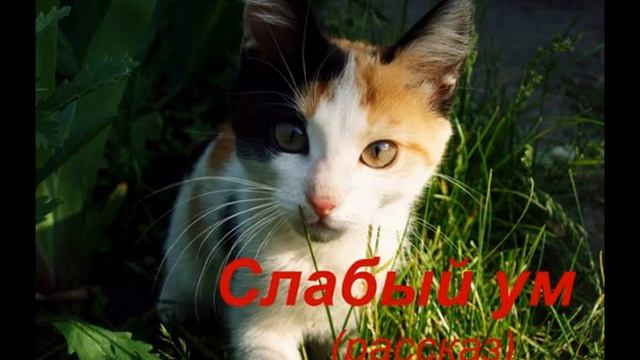 #РАССКАЗ ОБ УДИВИТЕЛЬНОЙ КОШКЕ #читаетавтор 1000049988.mp4