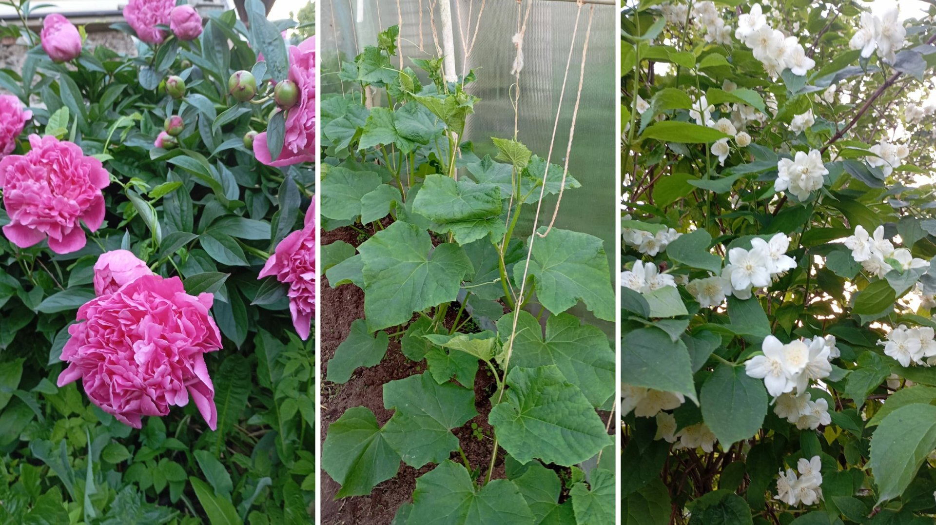 Почти "Отпуск". Приехала в город . Больницы, дом, огород