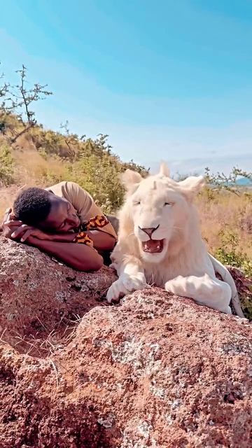 Белая львица