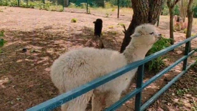 💛 К красавице альпаке приехал столичный жених!