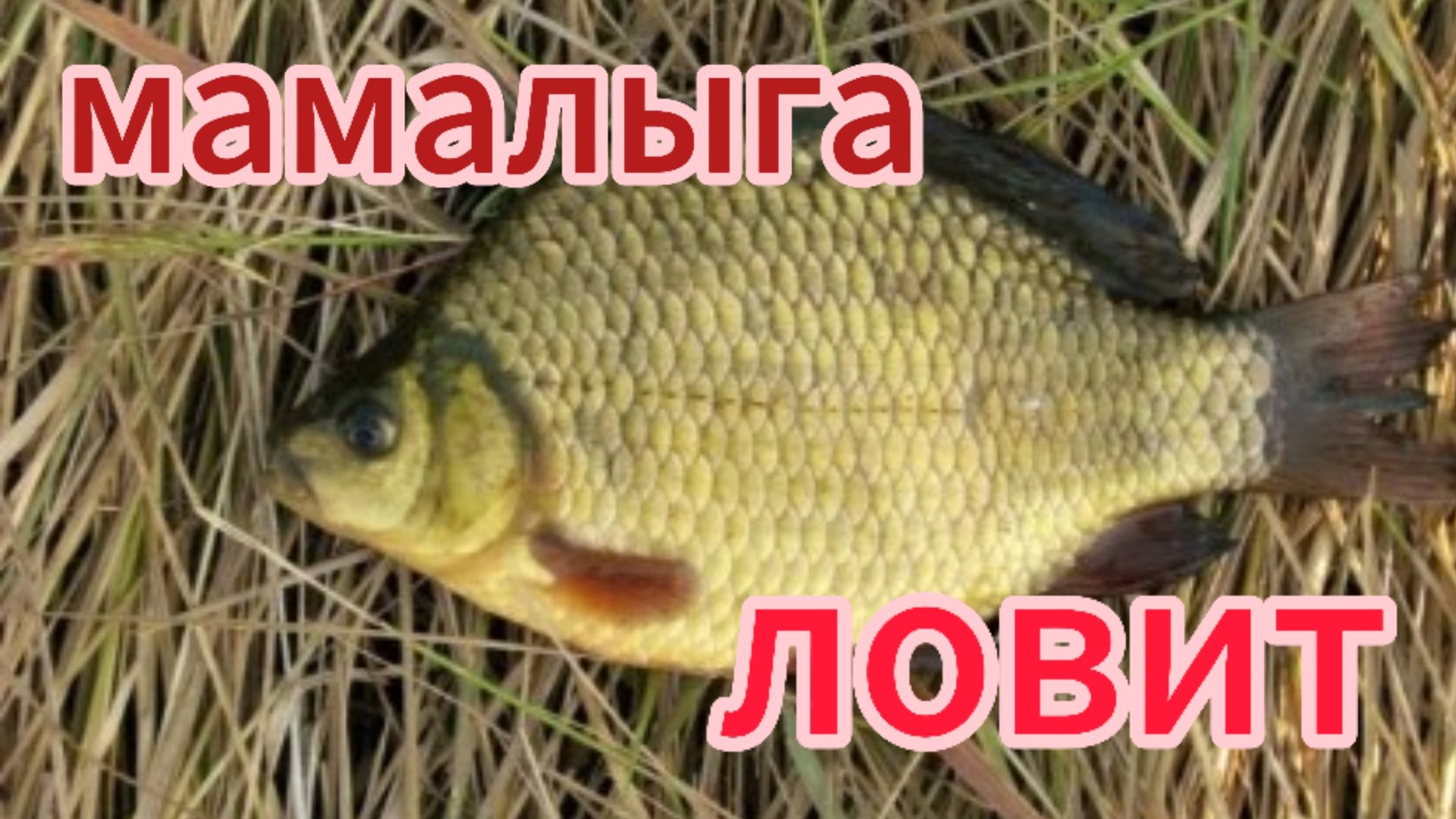 Мамалыга классический рецепт.