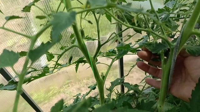 Обрезка листьев у томатов