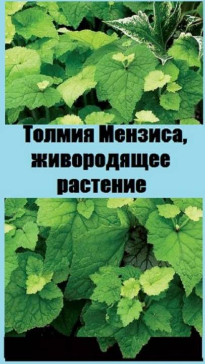 Нужно для дома свисающее растение? Обязательно купите Толмию!