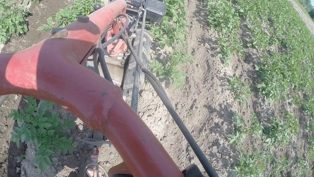 Мотоблок Кутаиси окучивает картошку