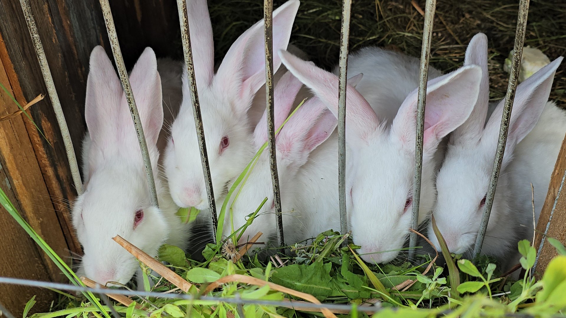 Кролики Белый Паннон